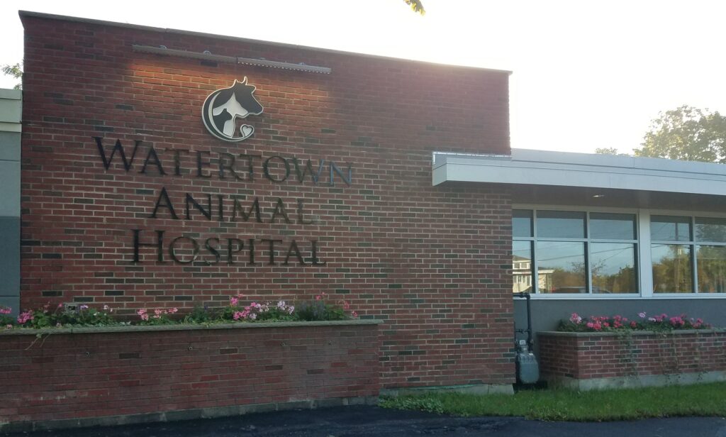 About Us - Watertown Animal Hospital